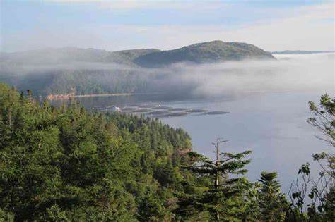 Adaptfy and Skretting: The MTS Pro Story - Adaptfy